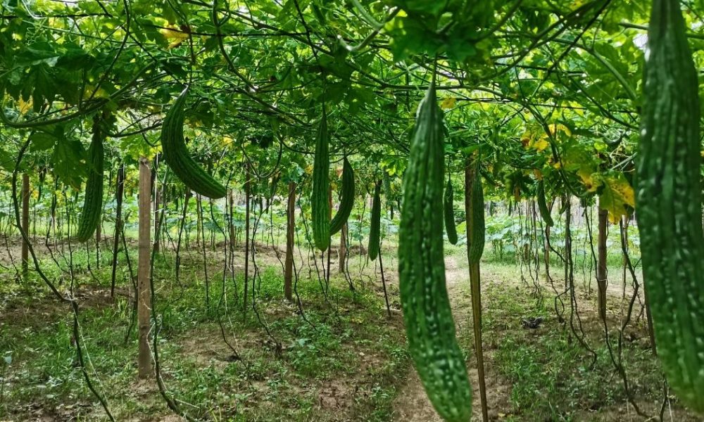 LALAKING NAGNAKAW UMANO NG MGA AMPALAYA, KINASUHAN NA | Radyo Todo LALAKING NAGNAKAW UMANO NG MGA AMPALAYA, KINASUHAN NA | Radyo Todo